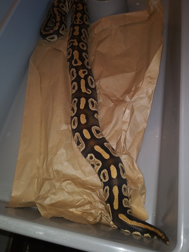 Pre ovulation swell? - Ball Pythons - MorphMarket Reptile Community