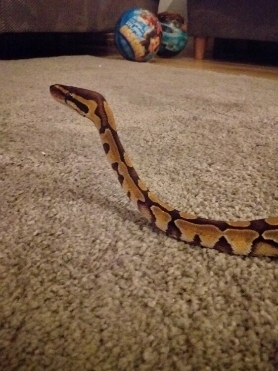 Periscoping! My 🐍 first! Share your pics! - Ball Pythons - MorphMarket ...