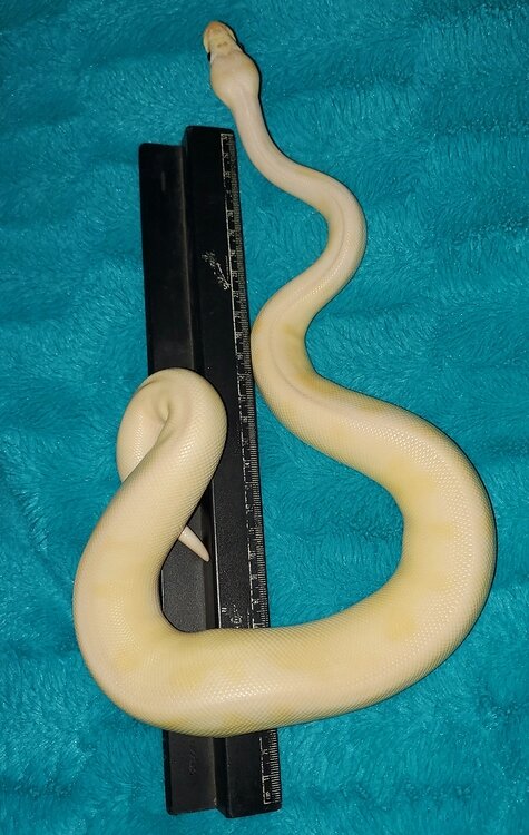 Breeding size help? - Ball Pythons - MorphMarket Reptile Community