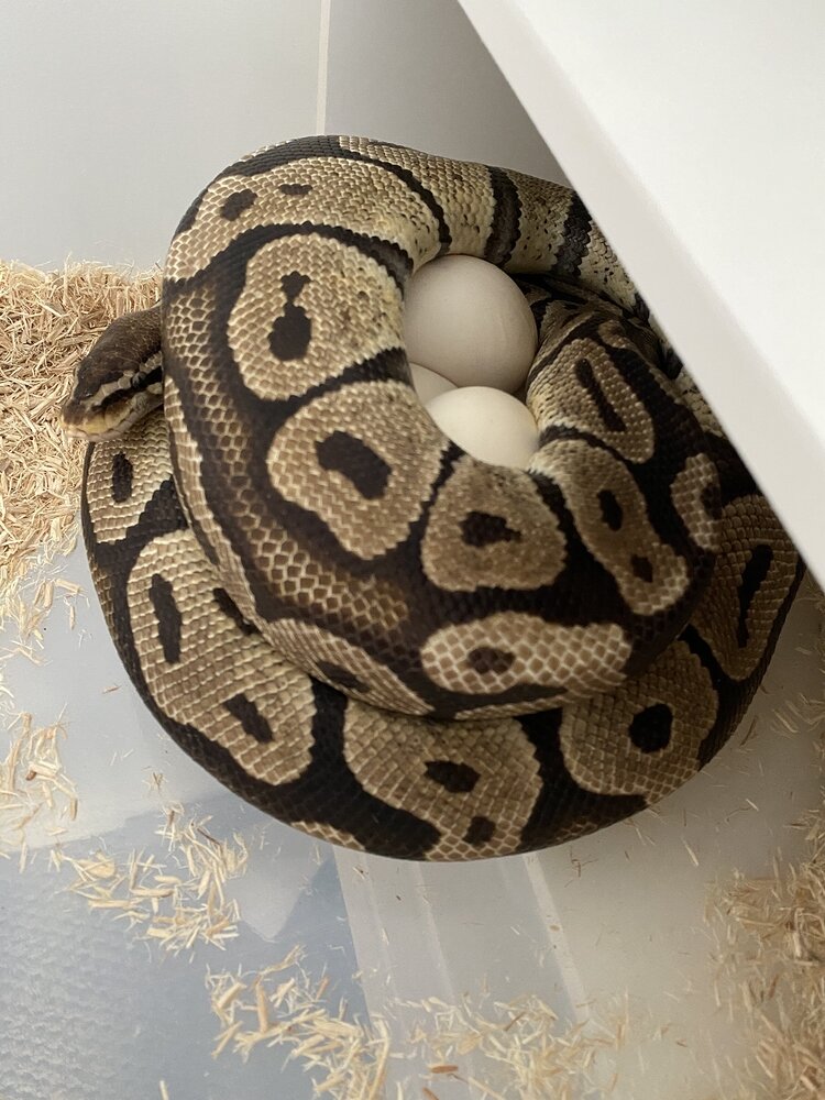 TRN Reptiles - 2020 Breeding Season Log - Ball Pythons - MorphMarket ...