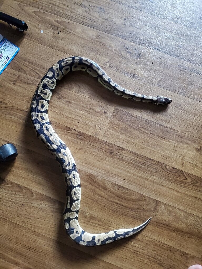 ID morph Help - Ball Pythons - MorphMarket Reptile Community