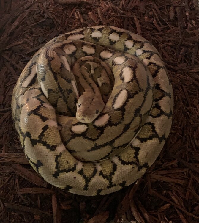 Questions about Super dwarf Reticulated pythons - Reticulated Pythons ...