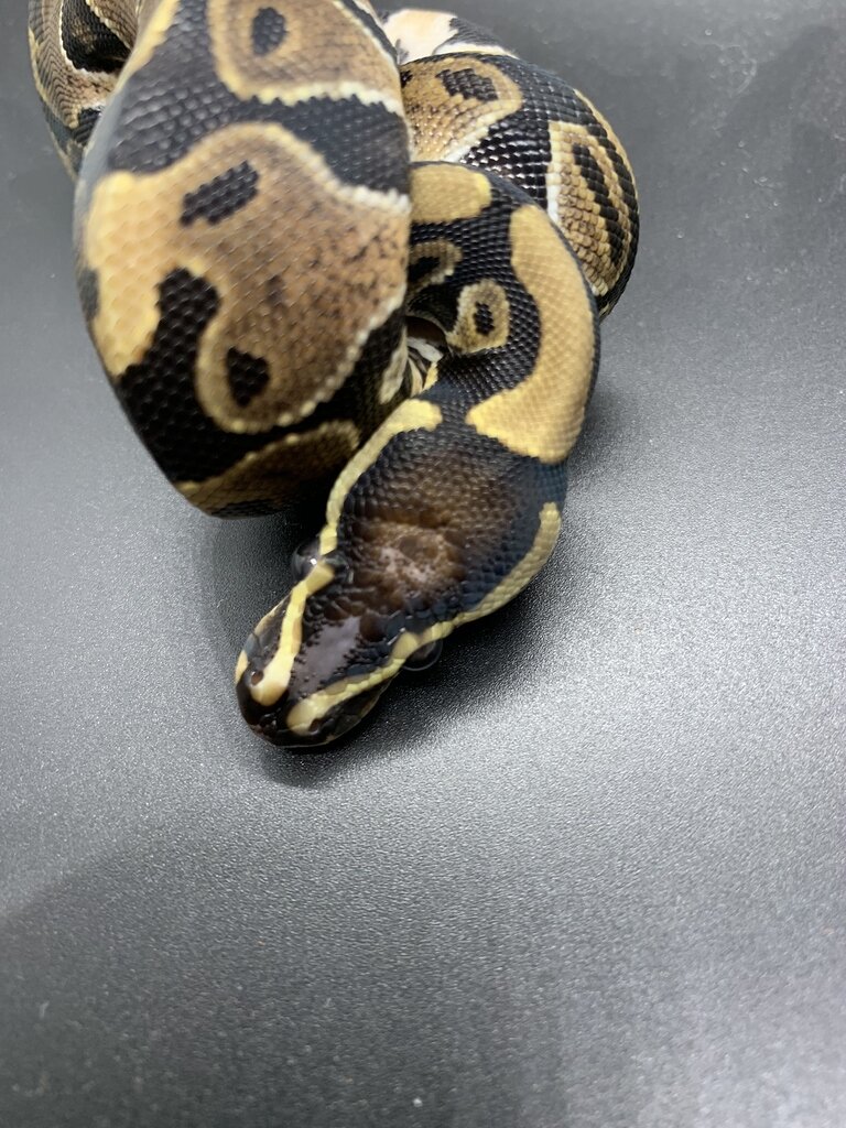 Some Scaleless Head Babies - Ball Pythons - MorphMarket Reptile Community