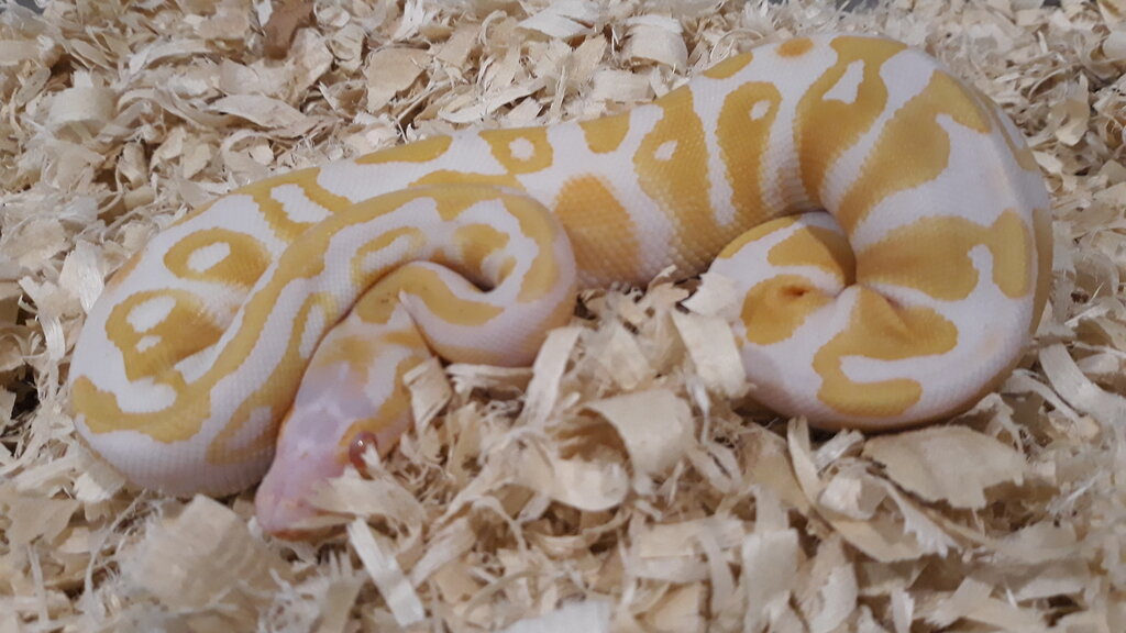 Scaleless albino pied project! - Ball Pythons - MorphMarket Reptile ...