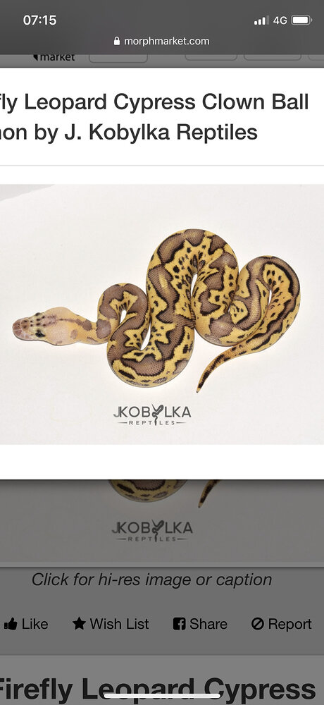 Ugly ball python combos? - Ball Pythons - MorphMarket Reptile Community