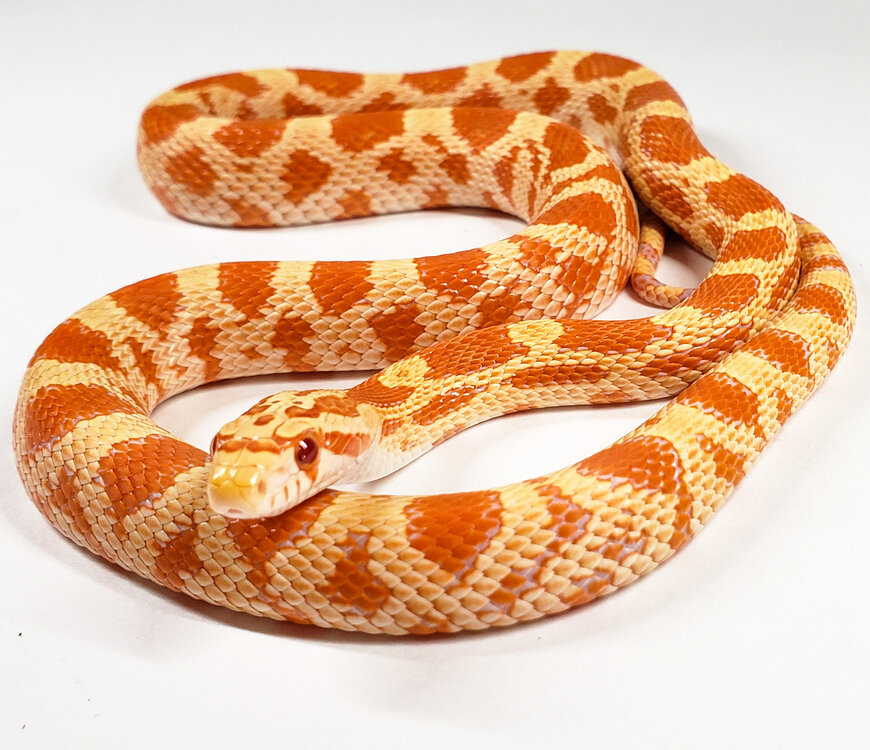 Sonoran gopher snake x corn snake hybrids - #38 by thebeardedherper ...