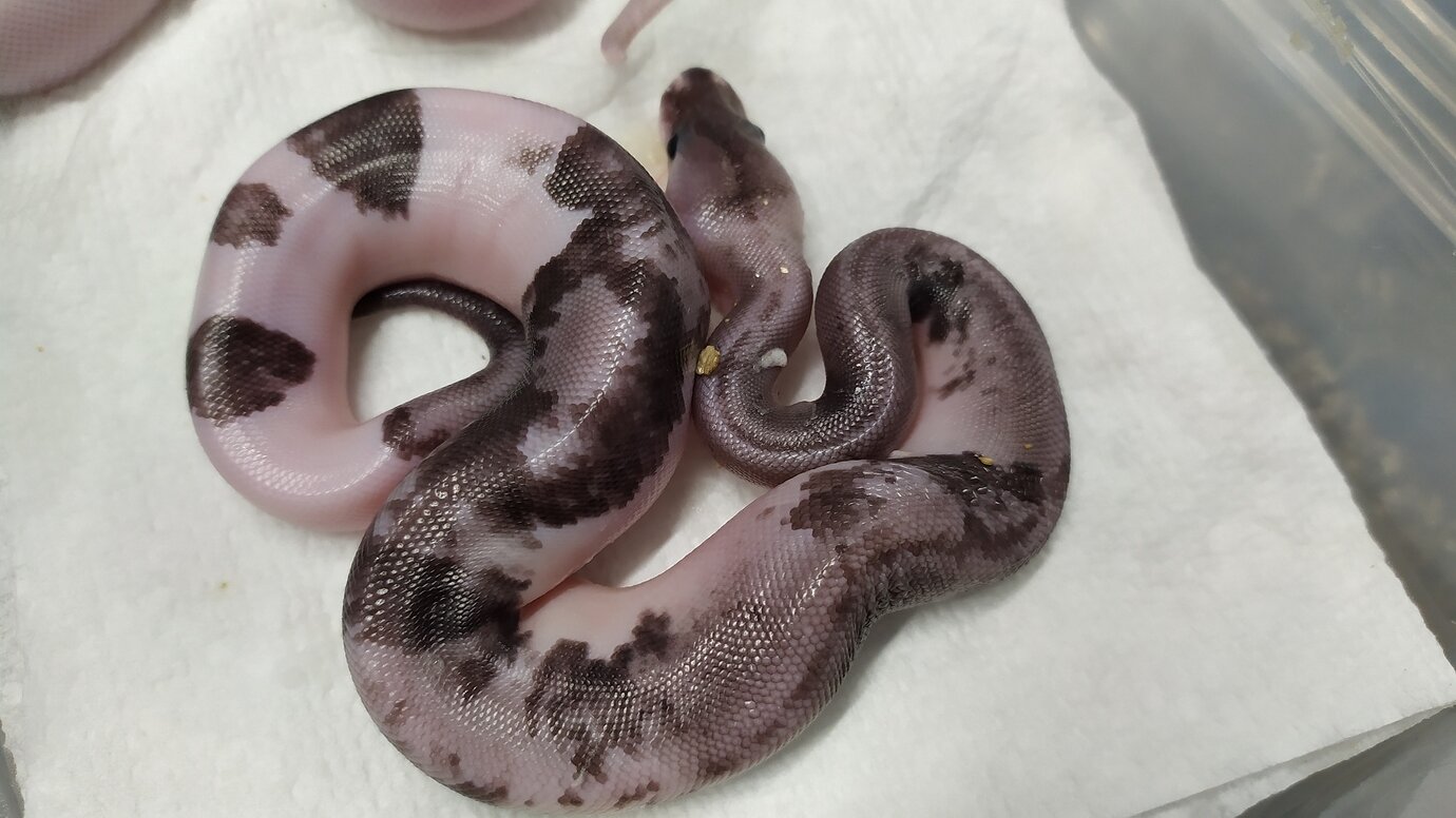 One of our best Urban Camos yet! - Ball Pythons - MorphMarket Reptile ...