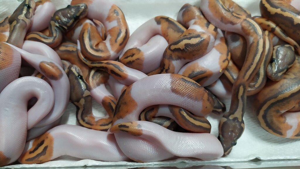 One of my favorite Pied combos - Ball Pythons - MorphMarket Reptile ...