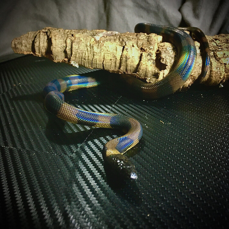 Show me your unique animals! - All Reptiles - MorphMarket Reptile Community