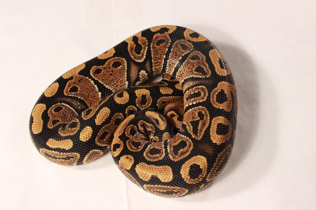 Mandarin project - Ball Pythons - MorphMarket Reptile Community