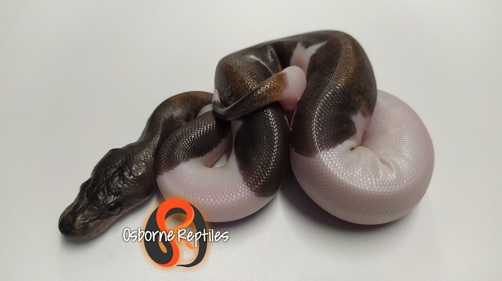 Welcome to the dark side! Show your dark morphs! - Ball Pythons ...