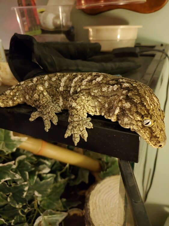 Leachie Identification - Leachianus Geckos - MorphMarket Reptile Community