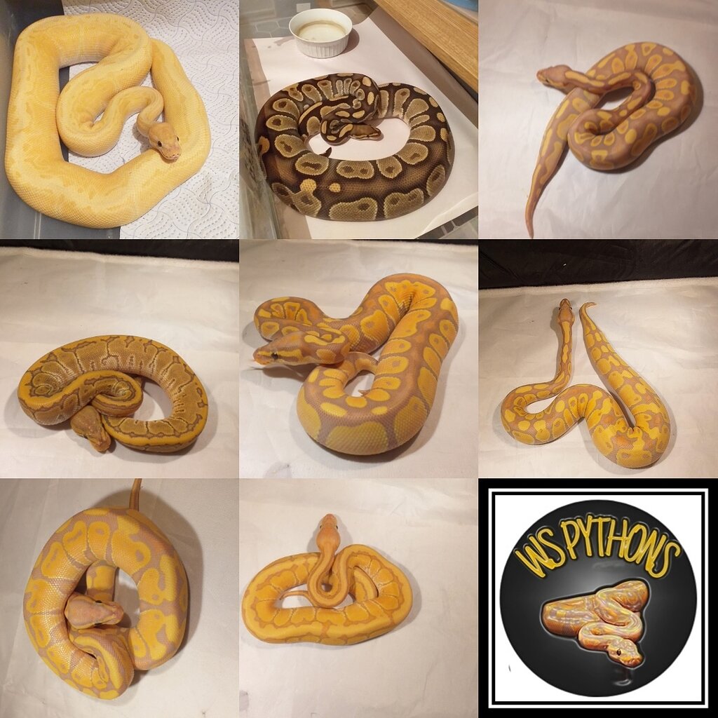 Coral glow Chocolate orange ghost - Ball Pythons - MorphMarket Reptile ...