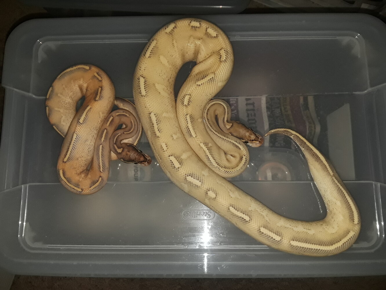 Highway and Freeway Appreciation! - Ball Pythons - MorphMarket Reptile ...