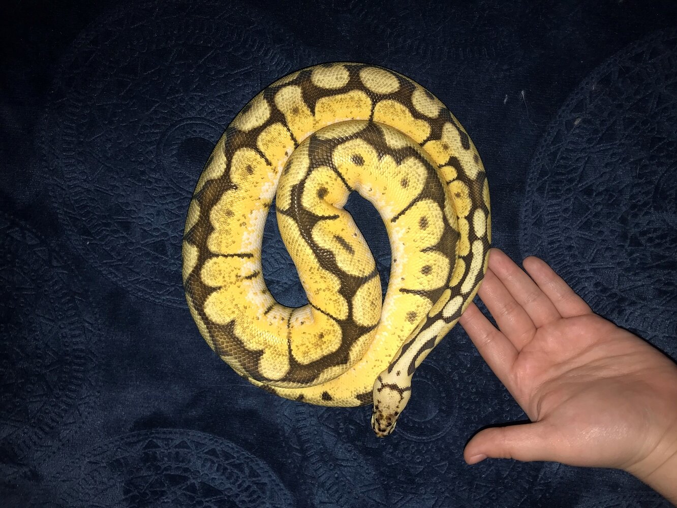 Lets see those "exceptional" morph examples! - Ball Pythons ...