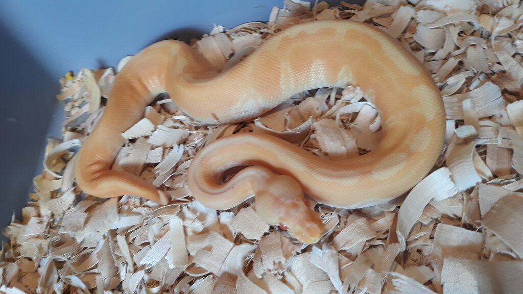 Will a super enchi lesser or butter pied have pattern? - Ball Pythons ...