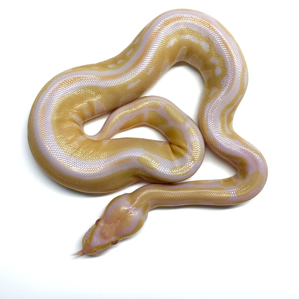 Toffee Tristripe! - Ball Pythons - MorphMarket Reptile Community