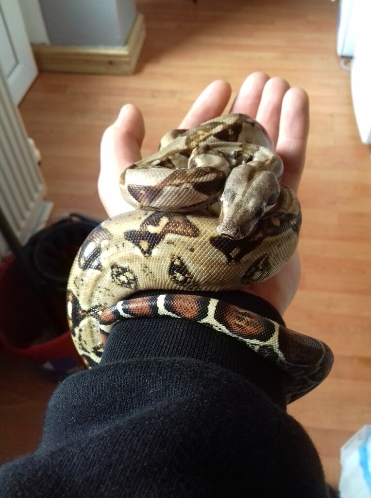 Help to identify this beauty? - Boa Constrictors - MorphMarket Reptile ...