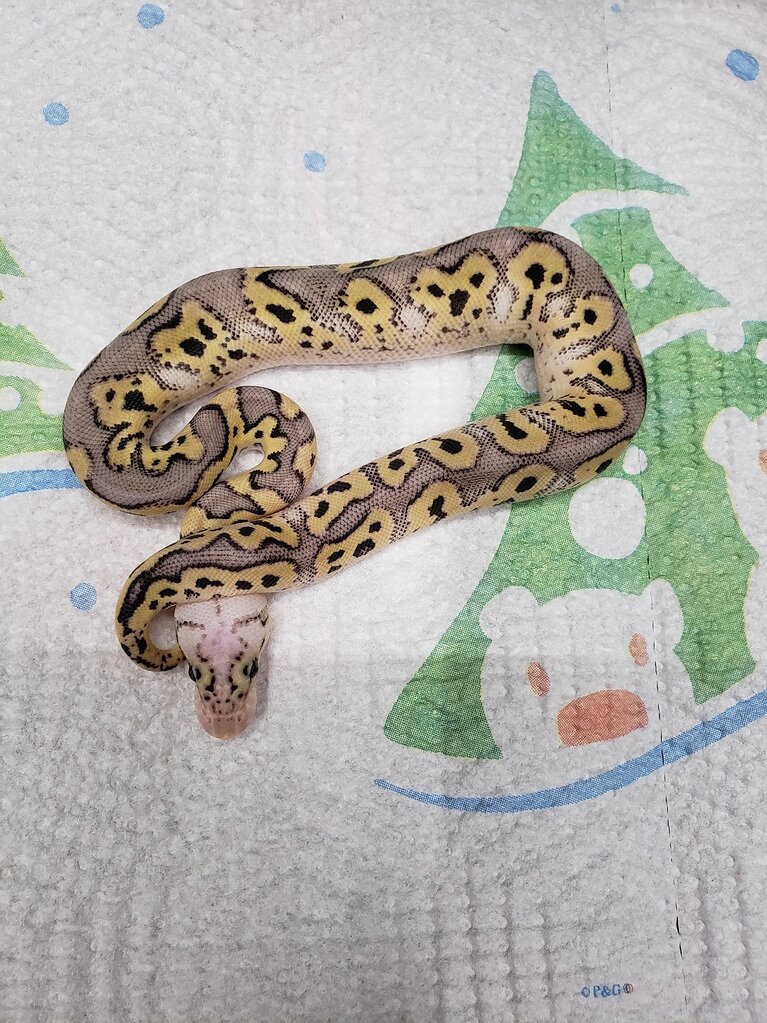 Super pastel OD clown? - Ball Pythons - MorphMarket Reptile Community