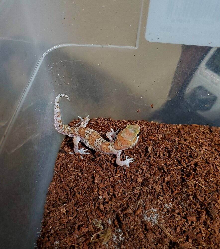 Really bright Pictus Gecko holdback - Leopard Geckos - MorphMarket ...