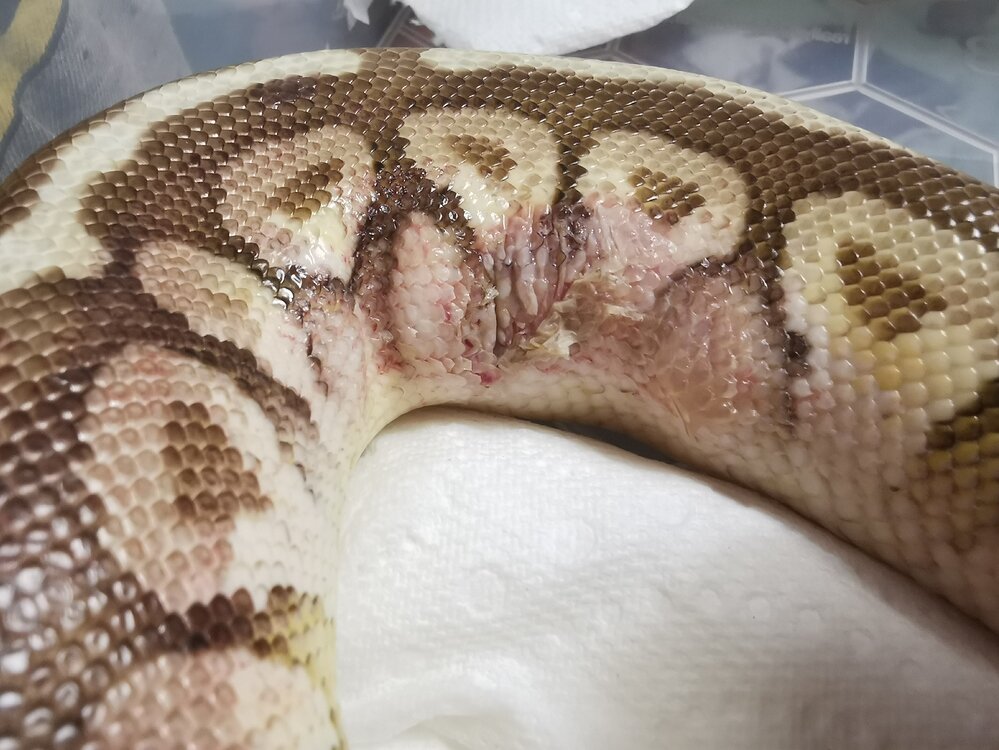 Burn Injury Progress! - #10 by herpjay - Ball Pythons - MorphMarket ...