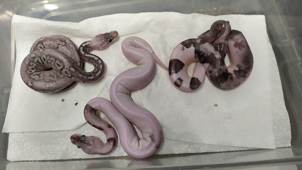 One of our best Urban Camos yet! - Ball Pythons - MorphMarket Reptile ...