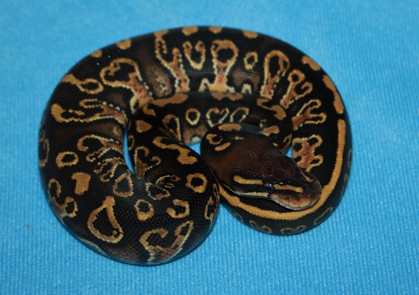 Welcome to the dark side! Show your dark morphs! - Ball Pythons ...