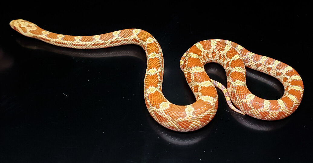 My hybrid collection - Corn Snakes - MorphMarket Reptile Community