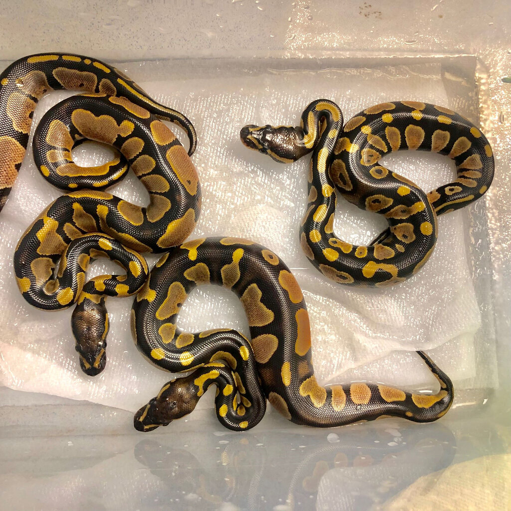 What are the gene-s on these babies? - Ball Pythons - MorphMarket ...