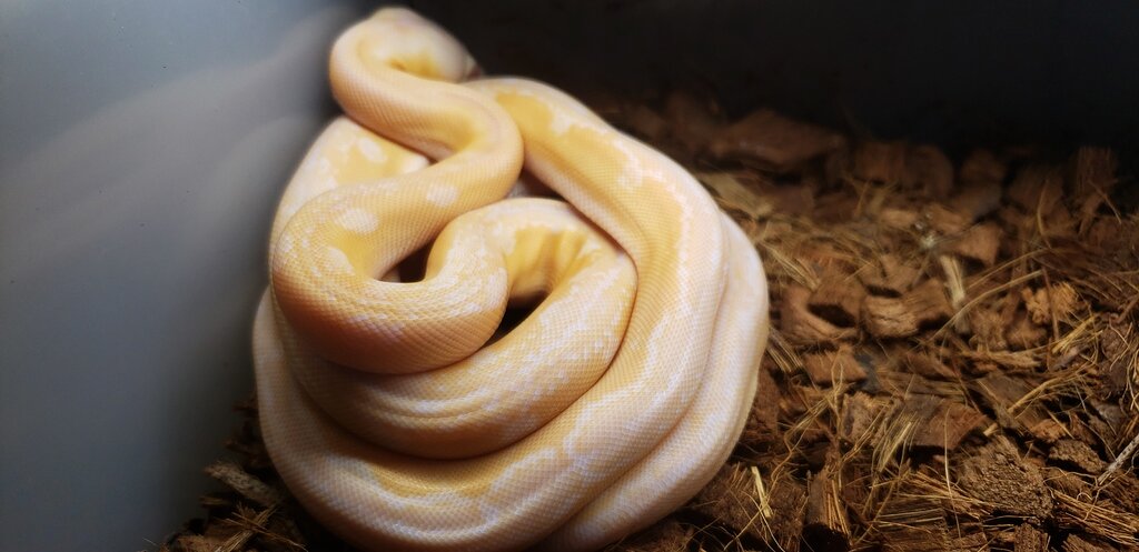 Couple amel combos from this season - Reticulated Pythons - MorphMarket ...