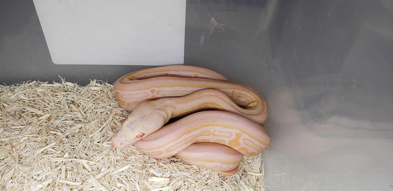 Couple amel combos from this season - Reticulated Pythons - MorphMarket ...