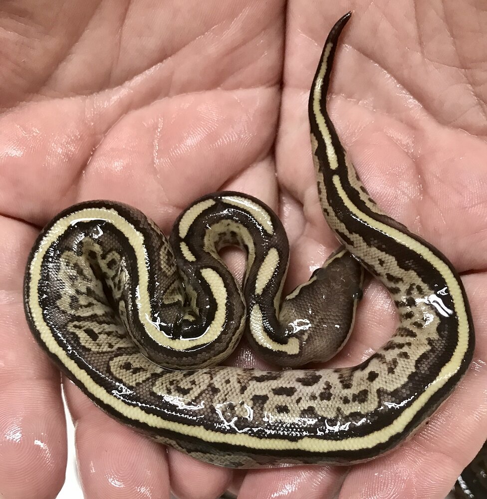 Bongo gene and it's potential - Ball Pythons - MorphMarket Reptile ...