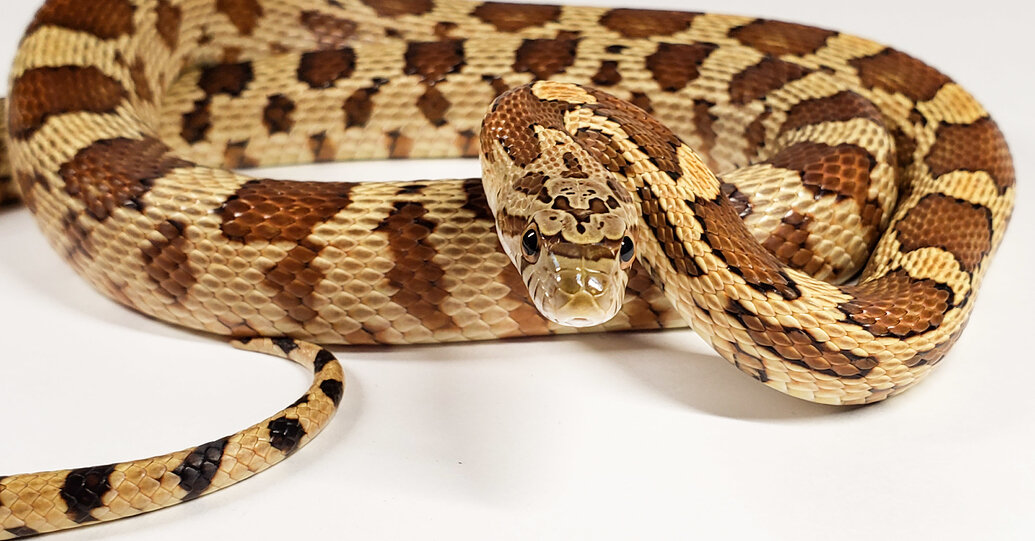 Sonoran gopher snake x corn snake hybrids - #38 by thebeardedherper ...