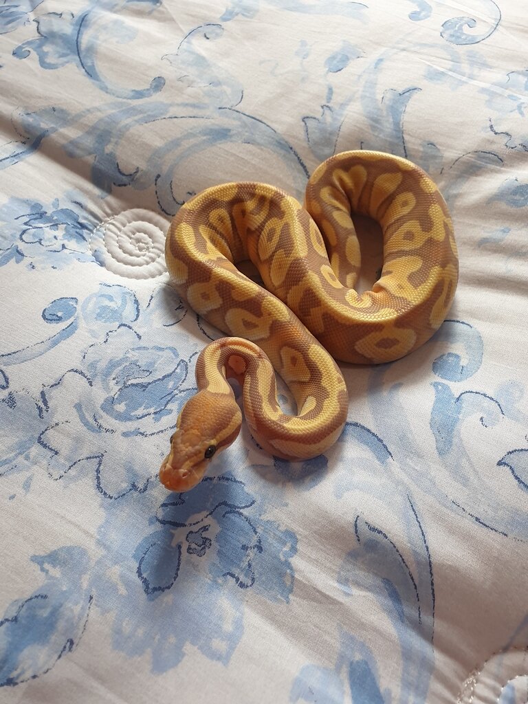 Banana Mojave possible Enchi? - Ball Pythons - MorphMarket Reptile ...