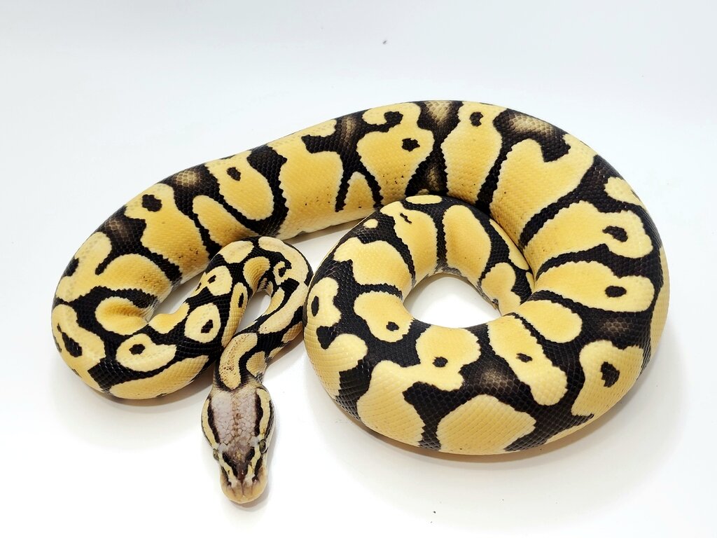 Pastel OD Desert Ghost - Ball Pythons - MorphMarket Reptile Community