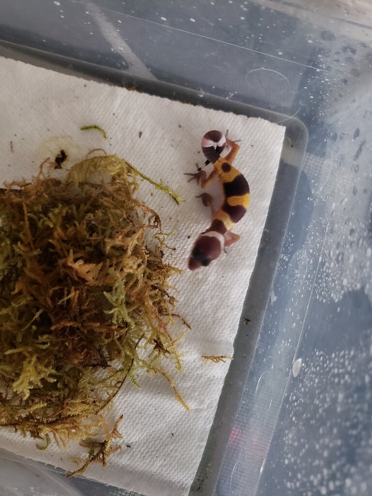 Leo hatchling tail curled - Leopard Geckos - MorphMarket Reptile Community