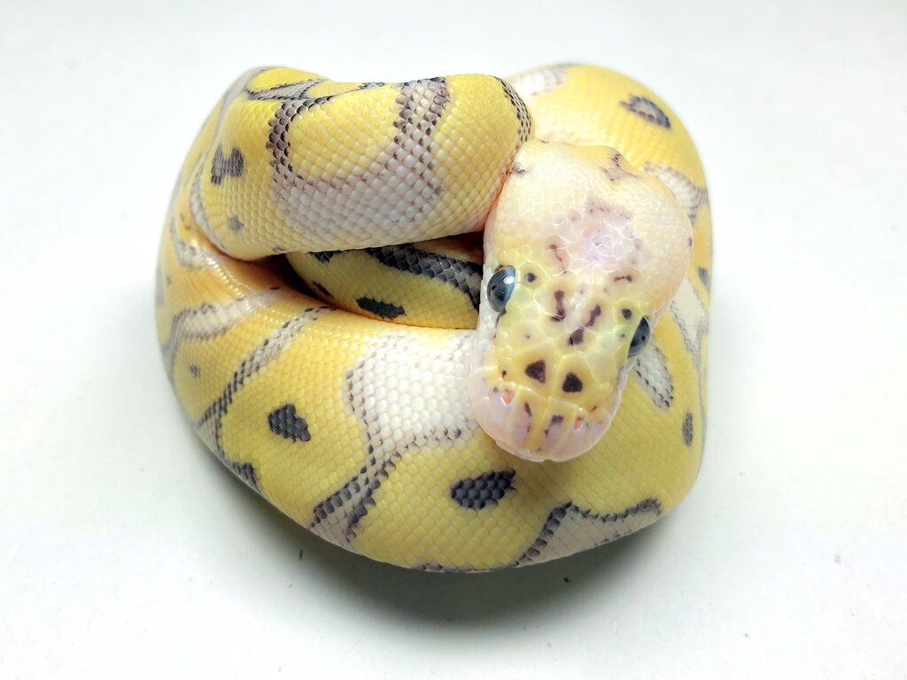 Splatter Migraine Pastel Clown shed - Ball Pythons - MorphMarket ...