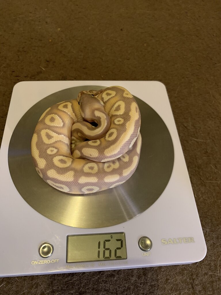 Weights age? - Ball Pythons - MorphMarket Reptile Community