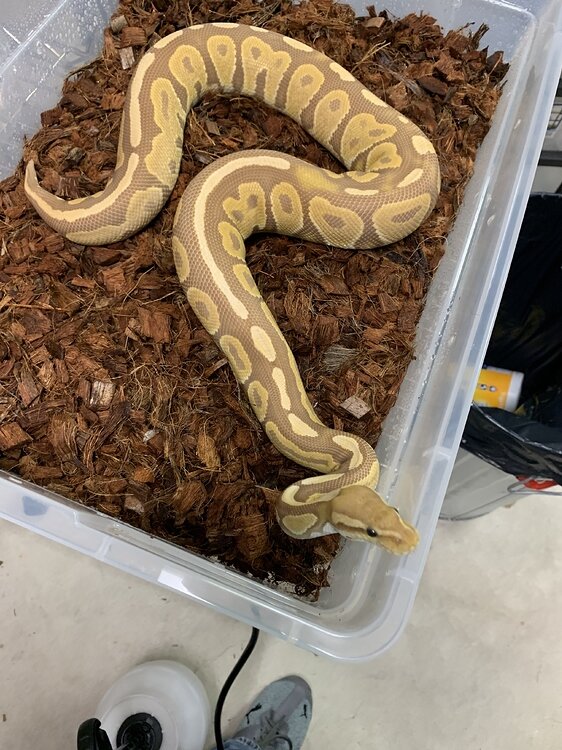 More Ultramel Clowns! - #14 by ectothermicembrace - Ball Pythons ...