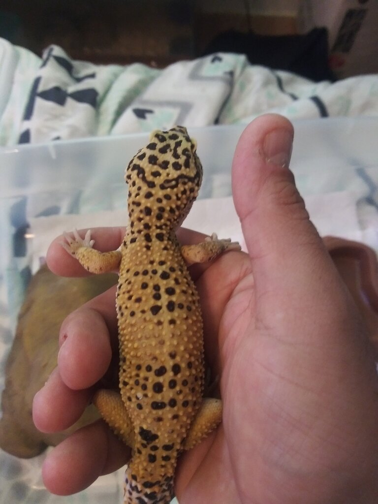 Leopard gecko id? - Leopard Geckos - MorphMarket Reptile Community