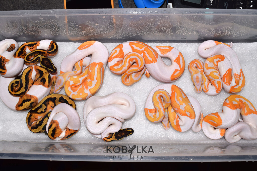 YB Dreamsicle Clutch! - Ball Pythons - MorphMarket Reptile Community