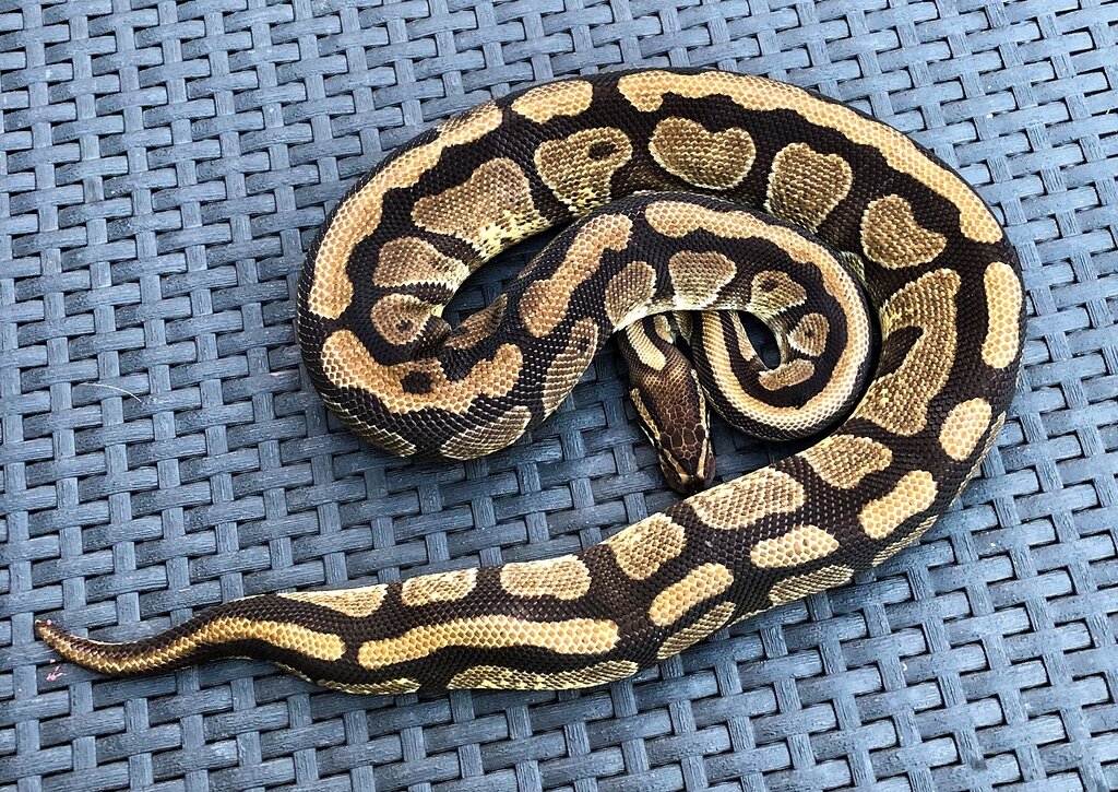 Enchi DOT adult Male - Ball Pythons - MorphMarket Reptile Community