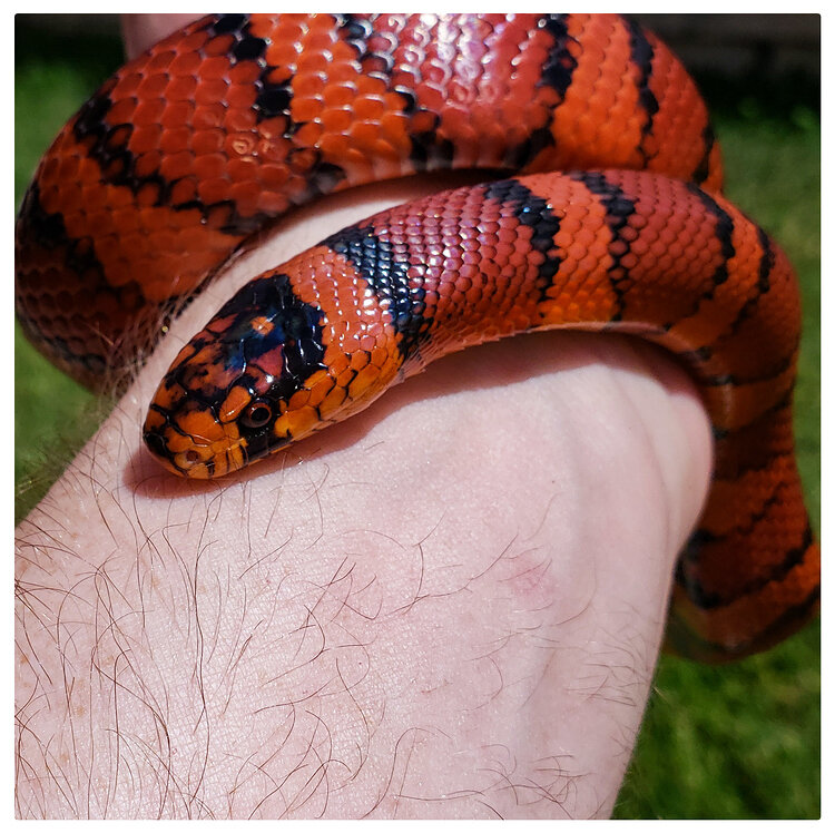 My hybrid collection - Corn Snakes - MorphMarket Reptile Community