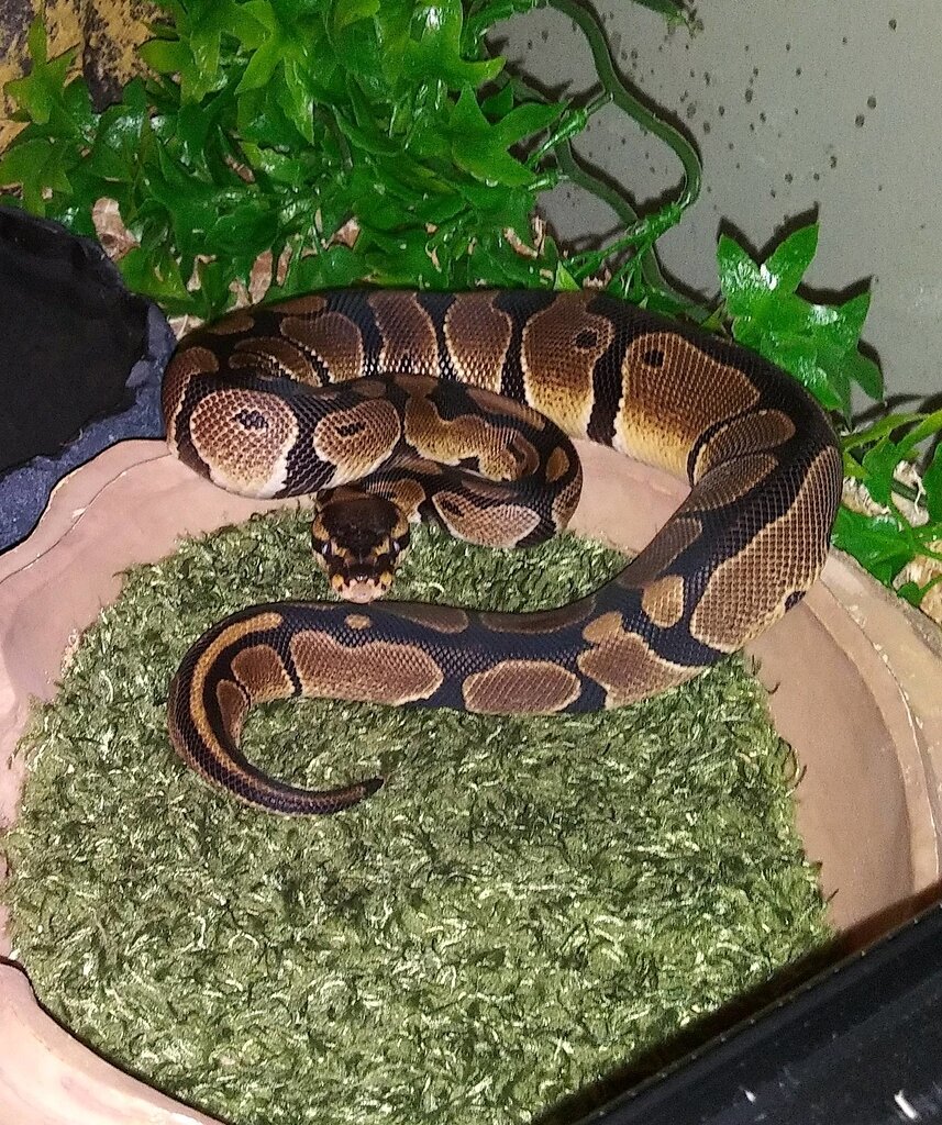 Is this just a normal python or did I get lucky when I bought him ...