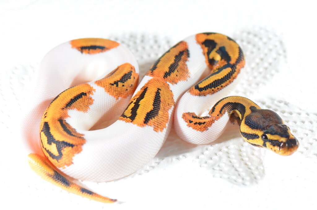 Your Best Hatchlings 2019 are? - Ball Pythons - MorphMarket Reptile ...