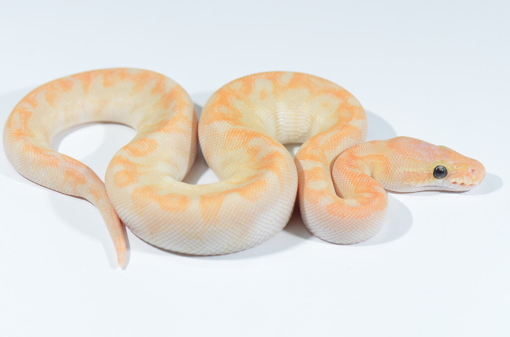 The dream just got real. Super Special Super Enchi Power! - Ball ...