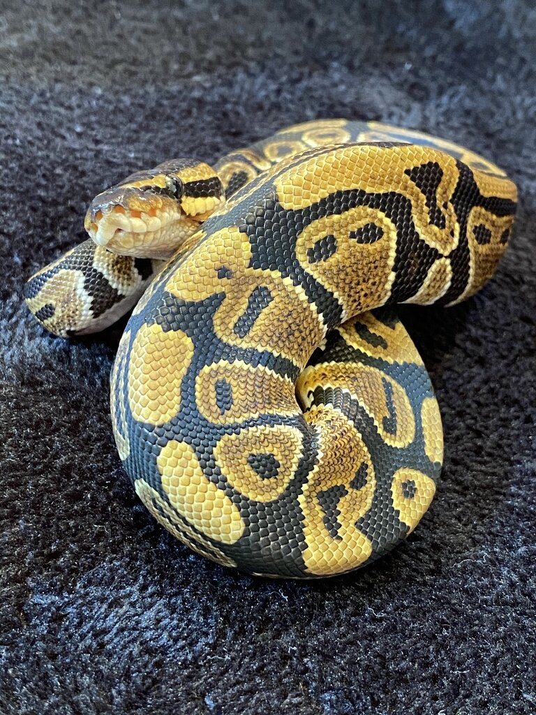 Can some help I.D. this little cutie - Ball Pythons - MorphMarket ...