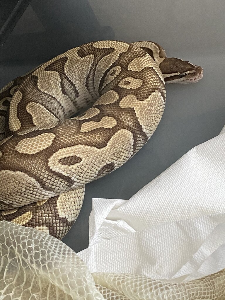 Effects of Antibiotics on Breeding Females - Ball Pythons - MorphMarket ...