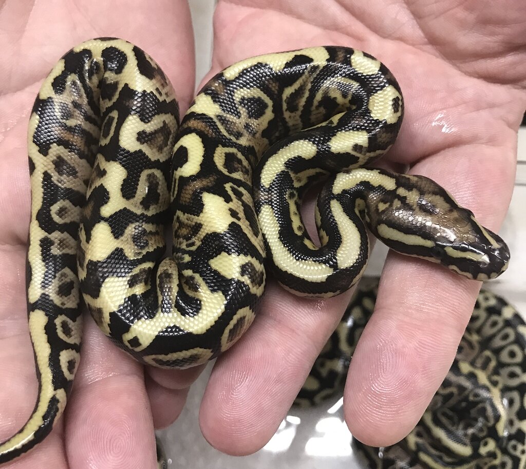 A few Babies hatching here. ;) - Ball Pythons - MorphMarket Reptile ...