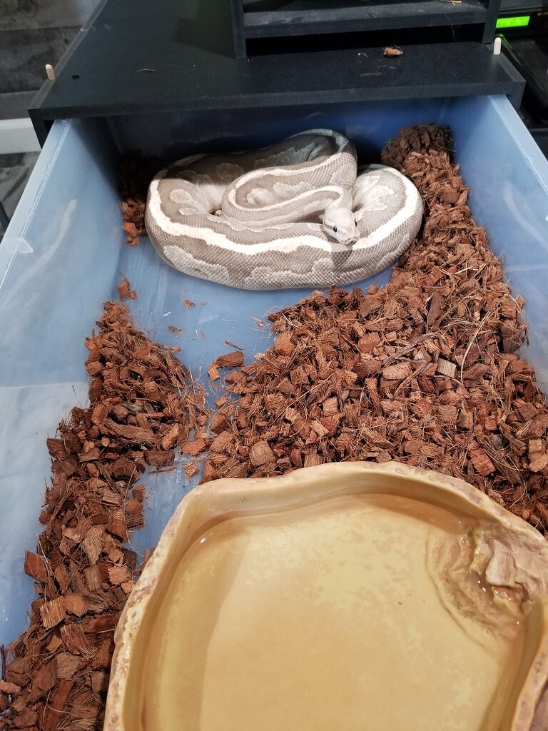 First Clutch has shed! ID help? - Ball Pythons - MorphMarket Reptile ...